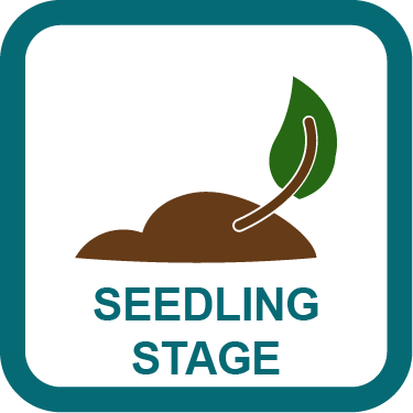 Seedling Stage Guides - Max's Indoor Grow Shop